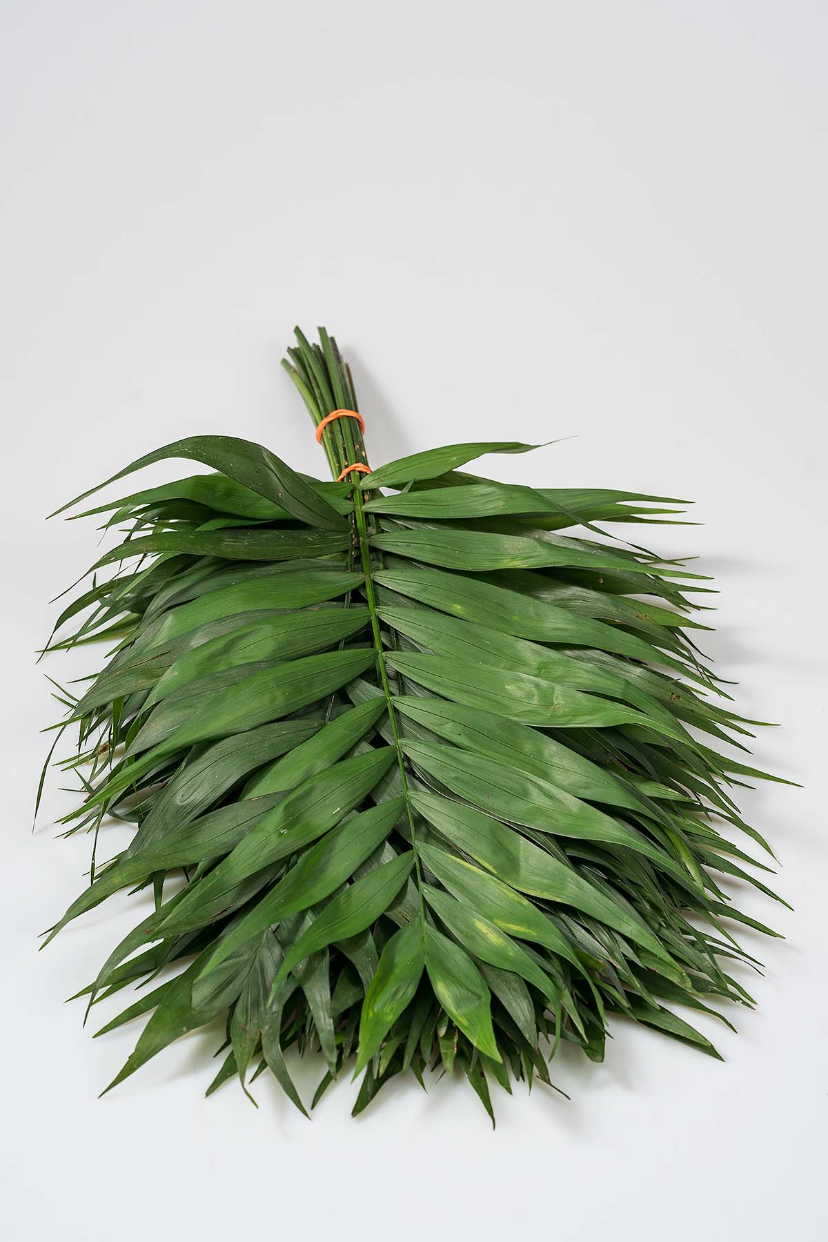 Chico - Flowers by Schouten